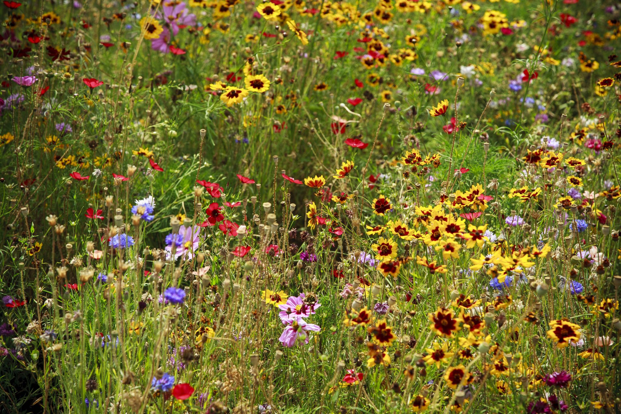 How to Practice Self-Compassion: A Step-by-Step Guide - JoyBrain Counseling